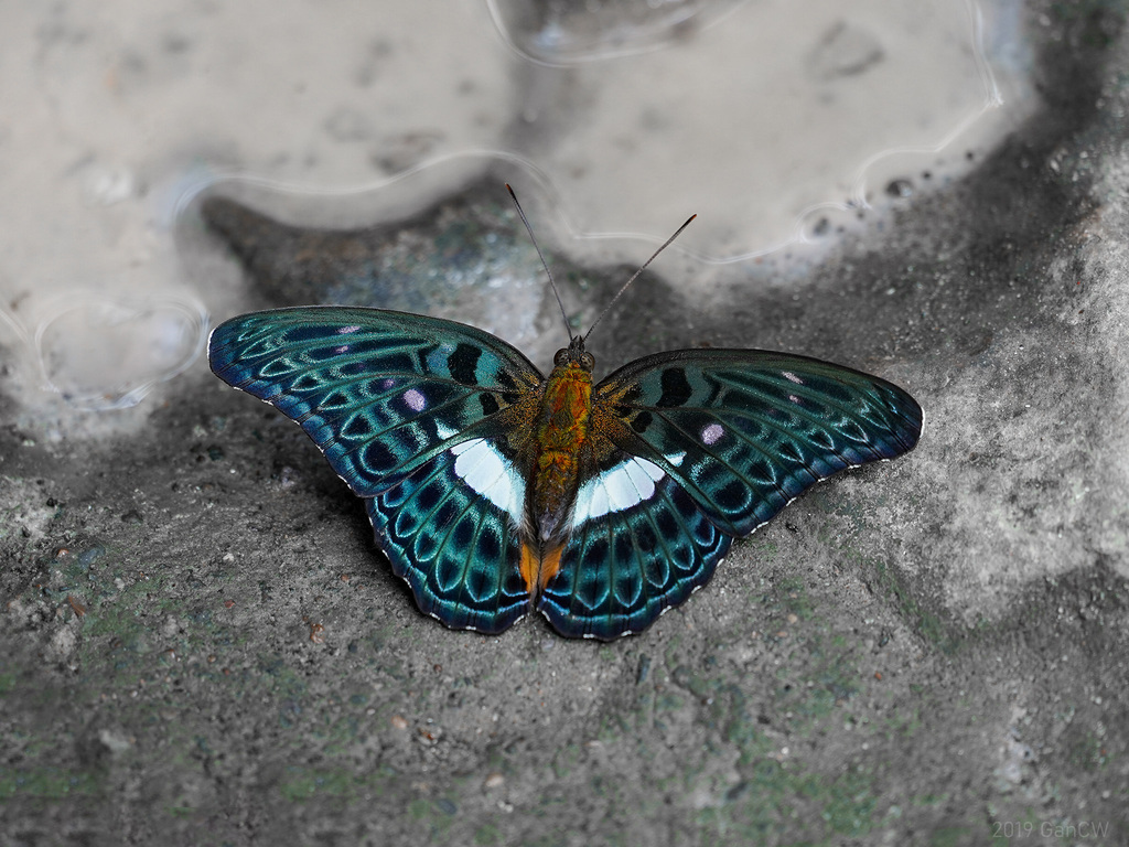 Moduza lymire from Bantimurung National Park, South Sulawesi, Indonesia ...