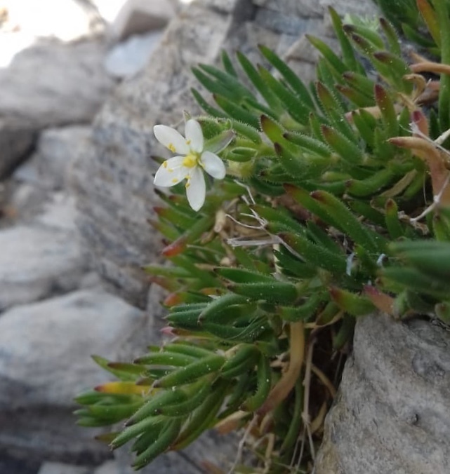 Greater Sea-spurry from Vermont Tidal Pool, Marine Dr, Vermont, Western ...