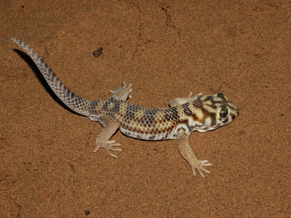 Сцинковый геккон (Fauna of Uzbekistan) · iNaturalist