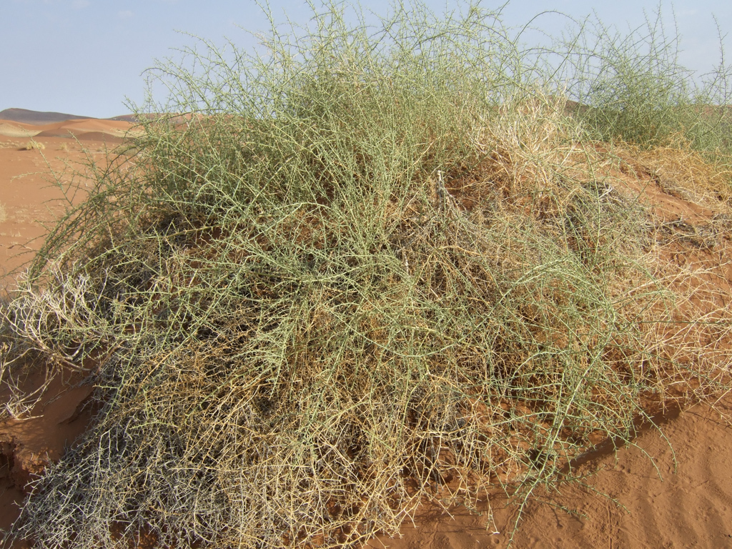 nara melon from Kunene Region, Namibia on August 23, 2008 at 09:00 AM ...