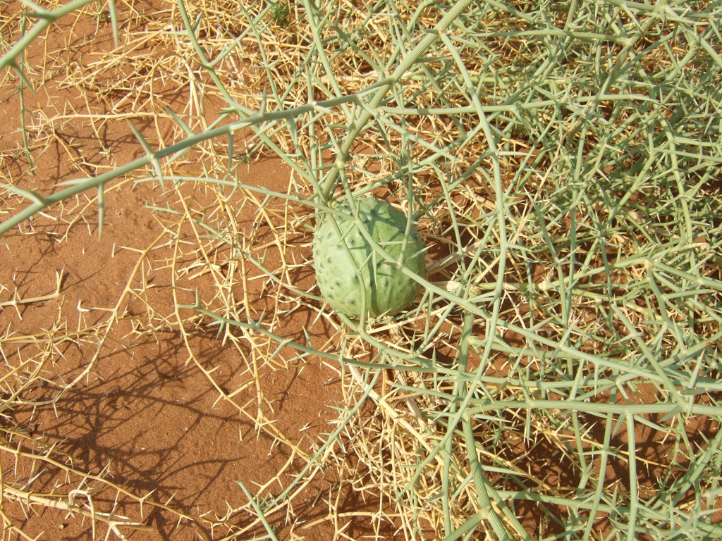 nara melon from Kunene Region, Namibia on August 23, 2008 at 09:01 AM ...