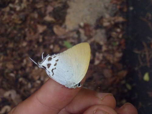 Genus Thrix · iNaturalist