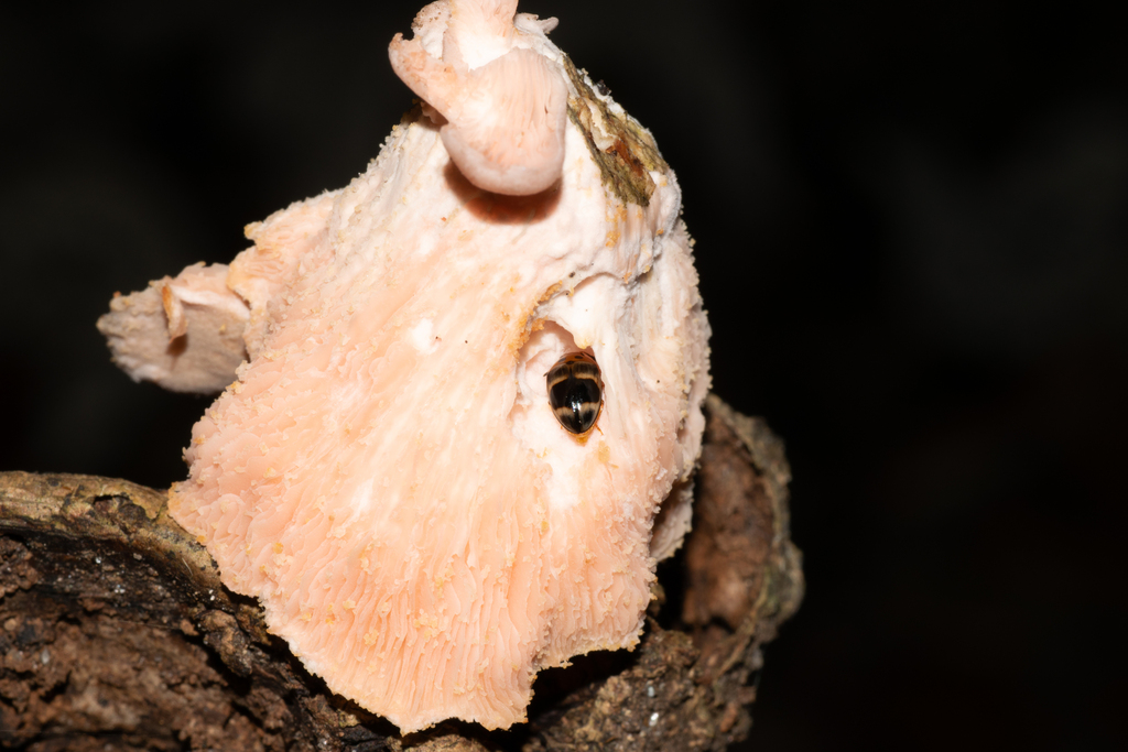 Mycotretus from R9QJ+QWG Área de Conservación Guanacaste, Hacienda ...