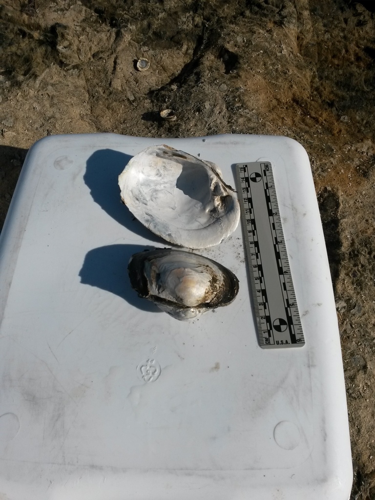 Tampico Pearly Mussel in January 2020 by k_mccormack. 1 shell, 1 valve ...