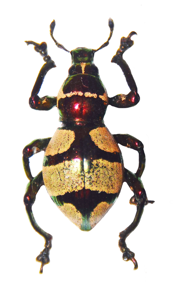 Pachyrhynchus kraslavae from Compostela Valley on March 20, 2015 at 03: ...