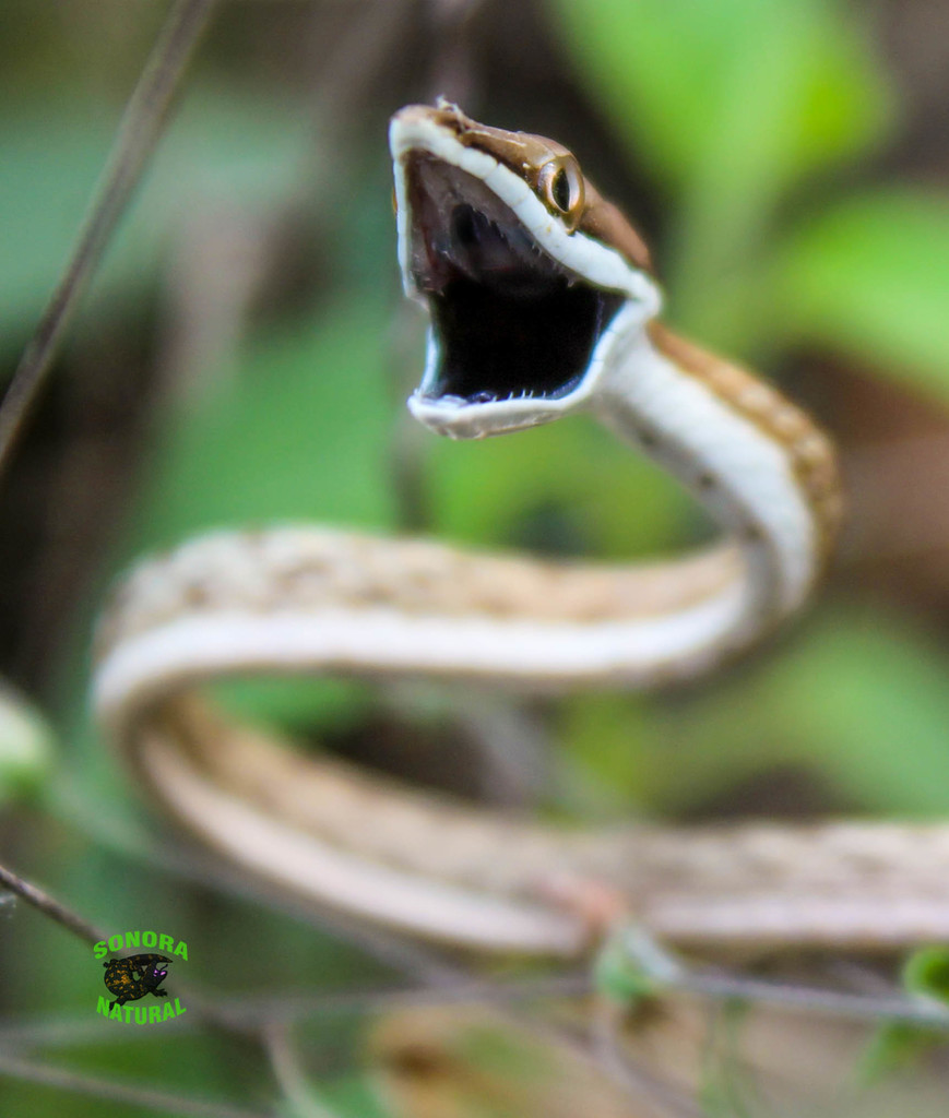 Thornscrub Vine Snake from Alamos, Son., México on January 24, 2020 at ...
