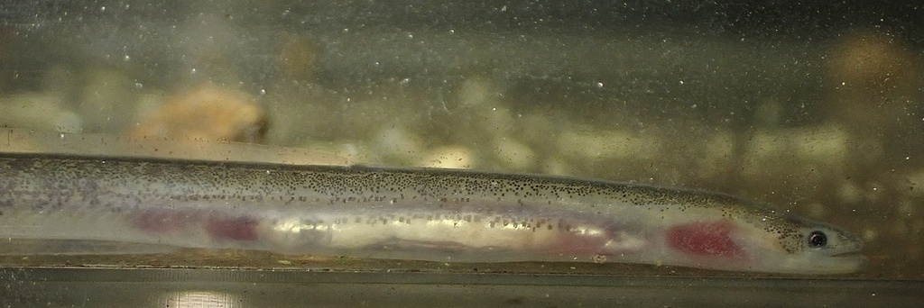 Philippine Mottled Eel (Anguilla luzonensis) - Marine Life Identification
