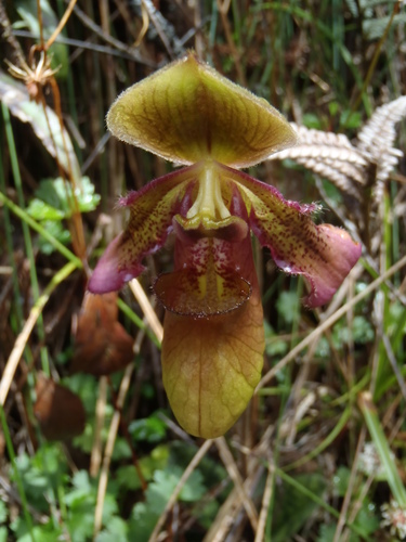 Variety Paphiopedilum hookerae volonteanum · iNaturalist
