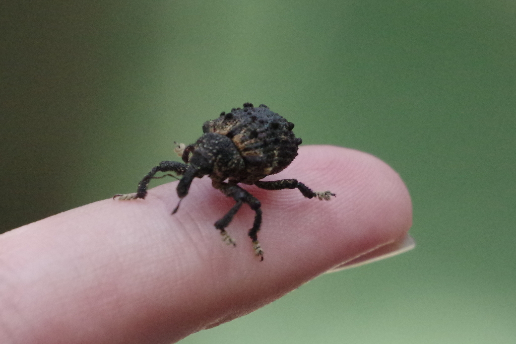 Desmidophorus hebes from 中国上海市松江区天鸡路天马山 邮政编码: 201602 on July 2, 2022 at ...