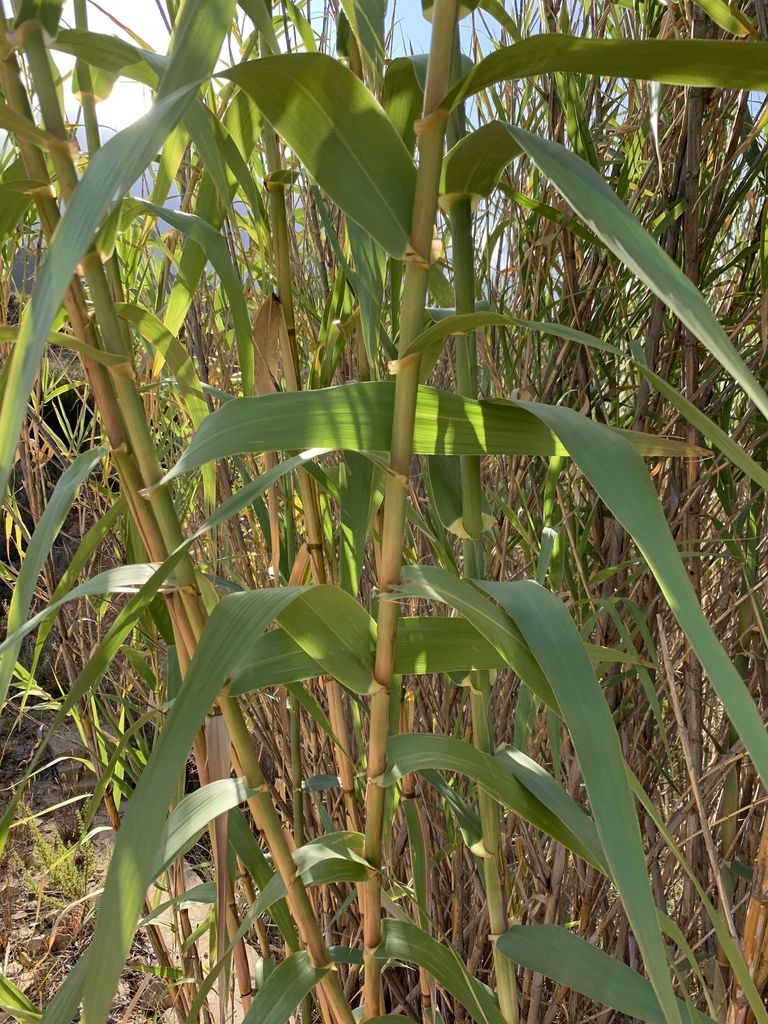 giant reed from WC, ZA on January 25, 2020 at 05:50 PM by Dave ...