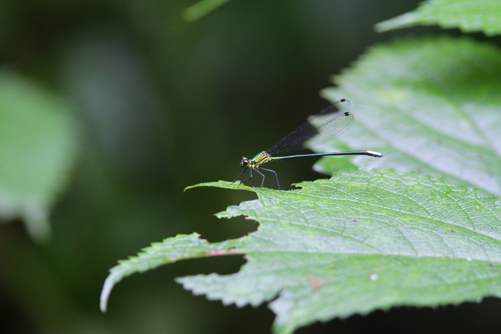 Caliphaea confusa from West Kameng, IN-AR, IN on May 1, 2013 at 03:29 ...