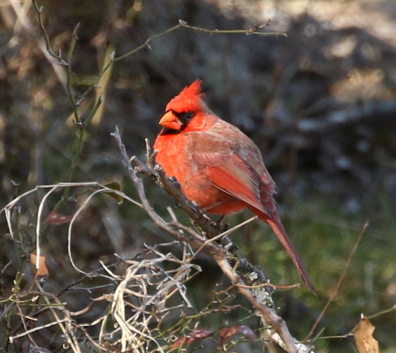Northern Cardinal from Johnston, Oklahoma, United States on January 24 ...
