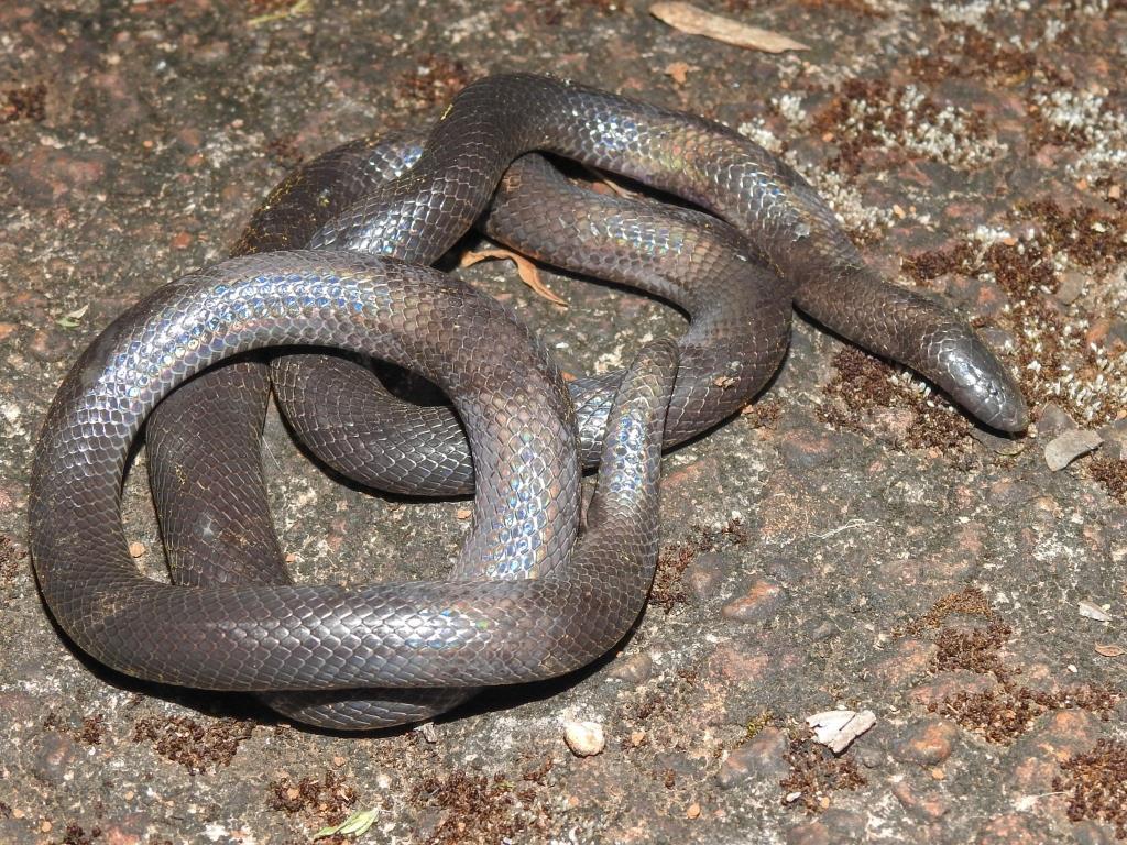 Western Forest Stiletto Snake (HX - Fauna of the Bissagos) · iNaturalist