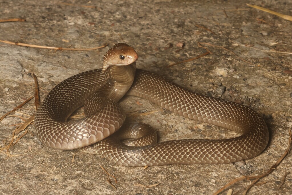 Indonesian Cobra from Bali, ID on December 8, 2025 at 09:33 PM by ...