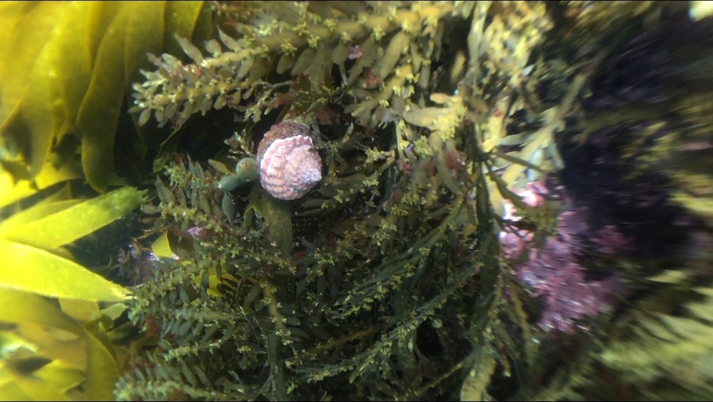 Cook's Turban from Taputeranga Marine Reserve, Houghton Bay, Wellington ...