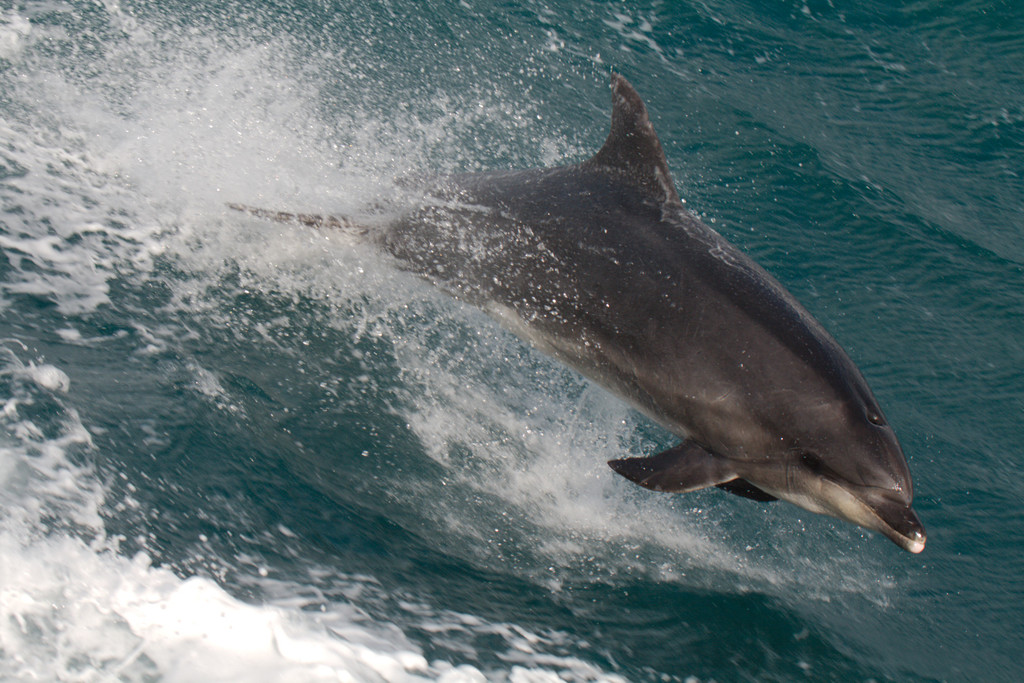 Common Bottlenose Dolphin (Tursiops truncatus) - Know Your Mammals