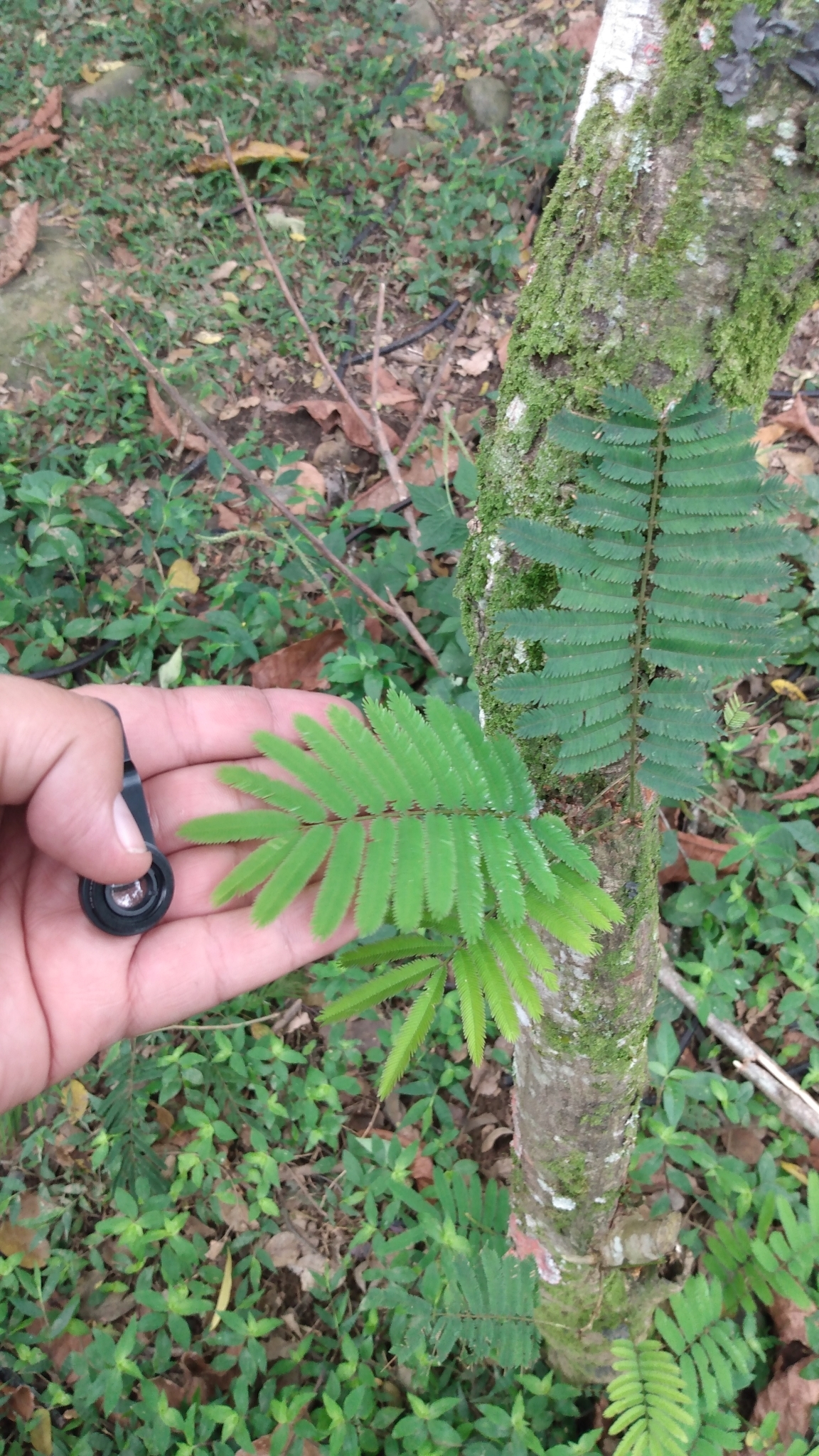 Calliandra pittieri Standl.