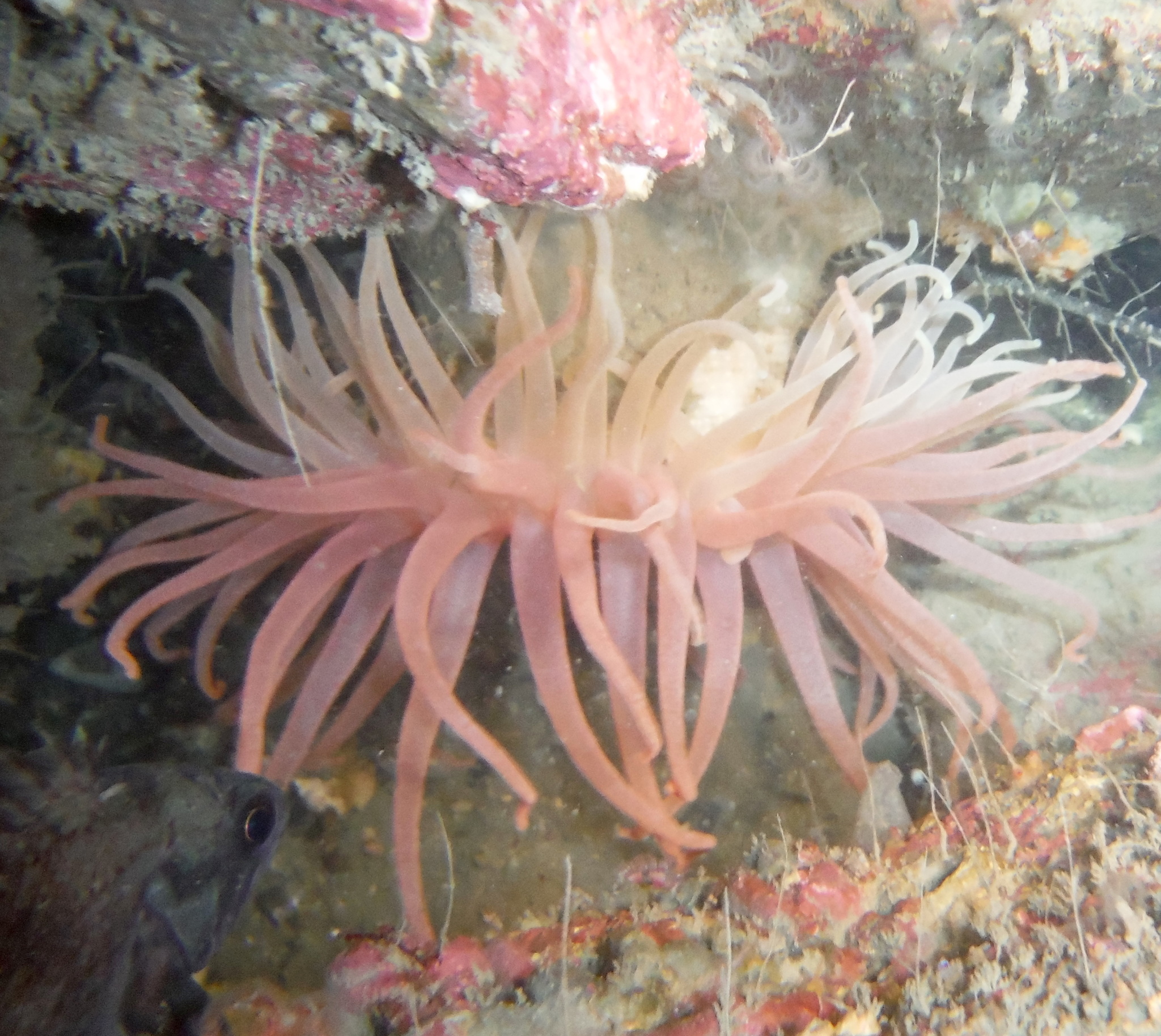 Cribrinopsis fernaldi Siebert & Spaulding, 1976