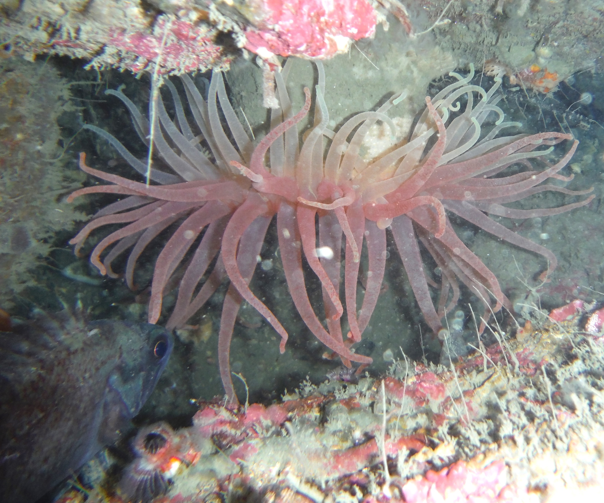 Cribrinopsis fernaldi Siebert & Spaulding, 1976