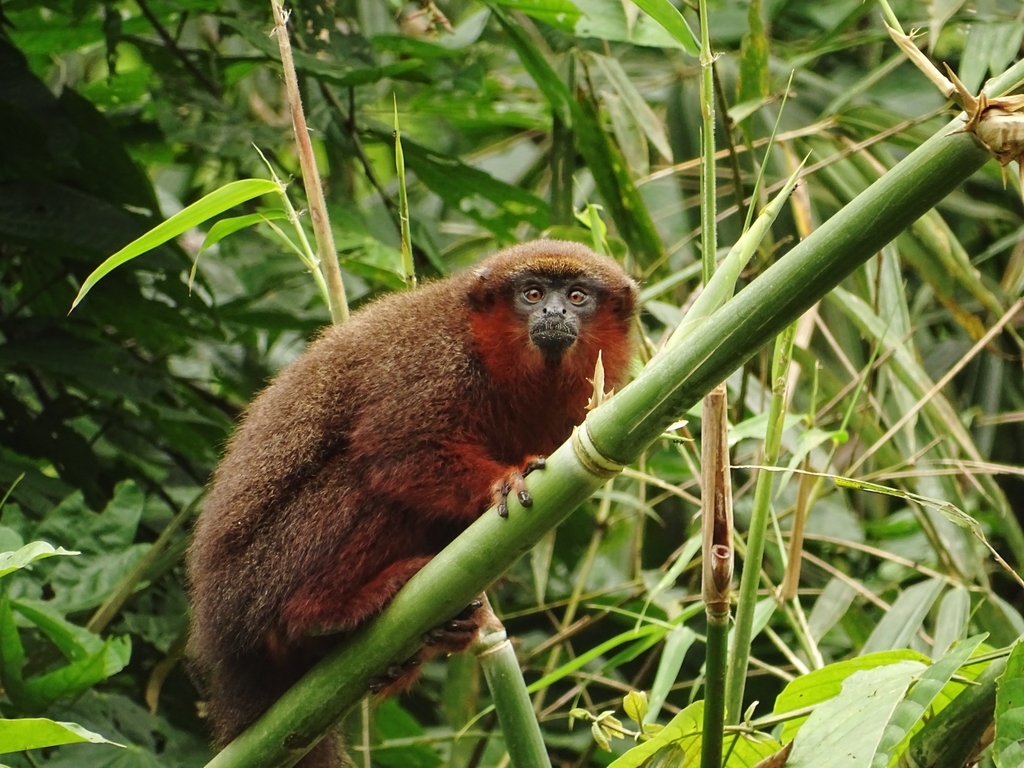 Coppery Titi (Plecturocebus cupreus) - Know Your Mammals