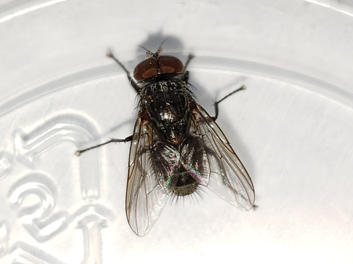 Muscina dorsilinea · iNaturalist