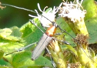Subspecies Rhopalophora rugicollis rugicollis · iNaturalist