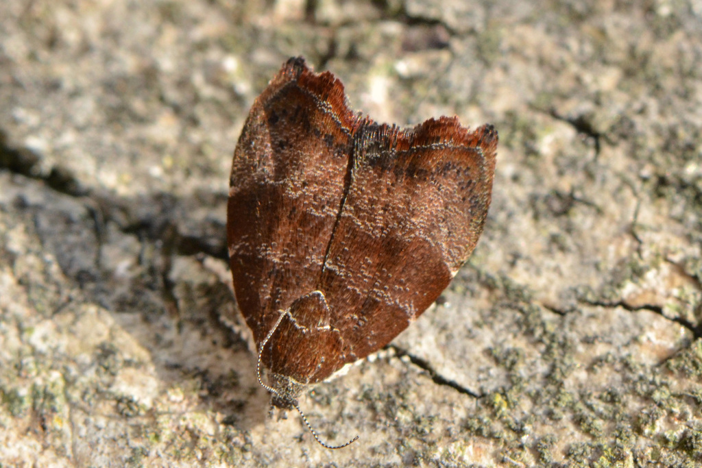 Choreutis nemorana (Polillas del Somontano (Huesca)) · iNaturalist