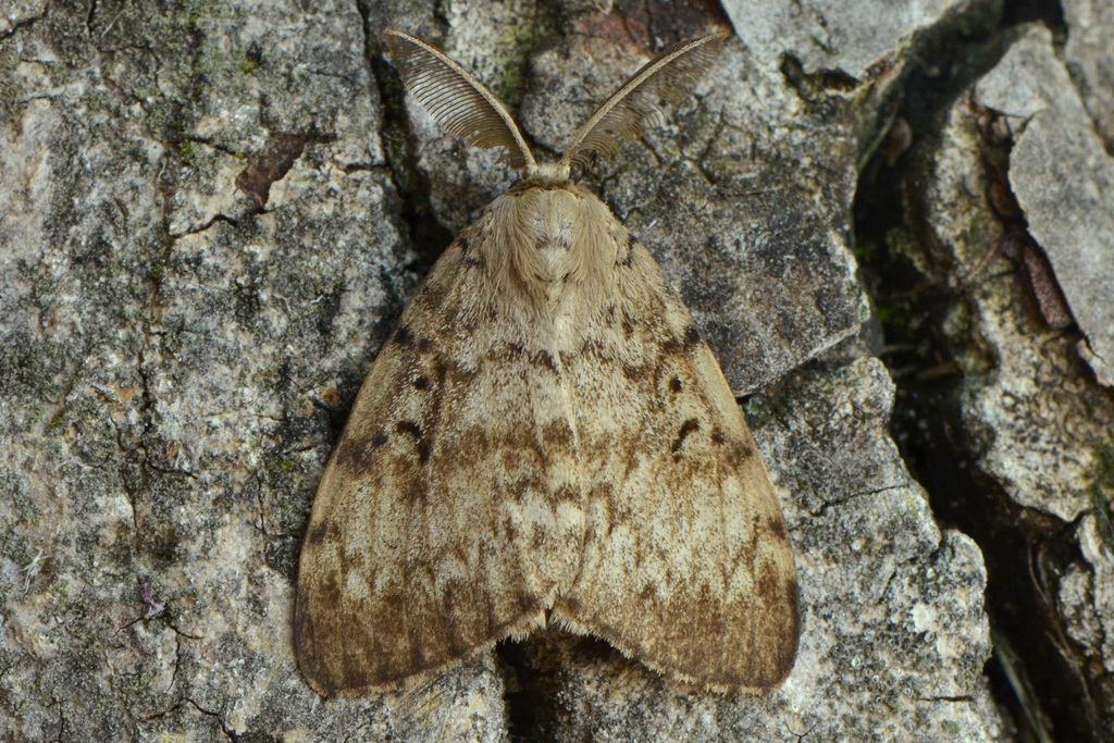 Spongy Moth from Anapa, Krasnodar Krai, Russia on September 1, 2018 at ...