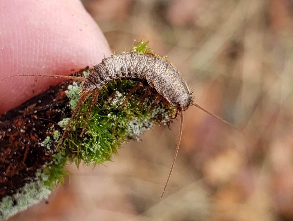 Long-tailed Silverfish from Kenny Ranch, 11726 Rough and Ready Hwy ...