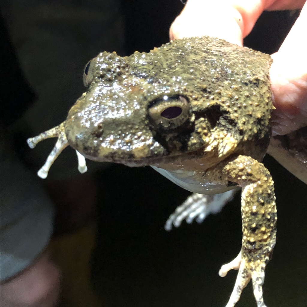Bull Rain Frog in January 2020 by Dan MacNeal · iNaturalist