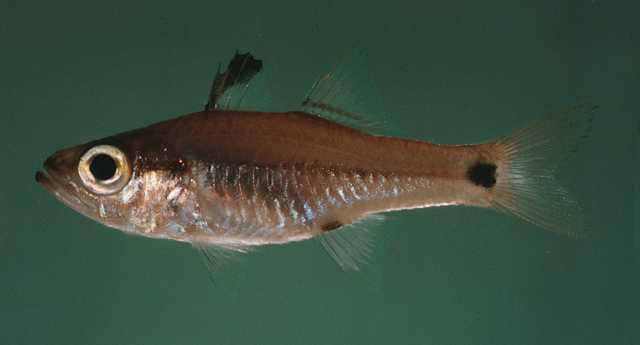 Sangi Cardinalfish (Fibramia thermalis) - Marine Life Identification