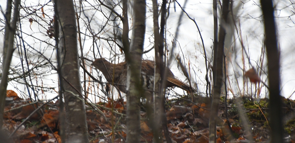 Eastern Ruffed Grouse from Randolph County, WV, USA on December 25 ...