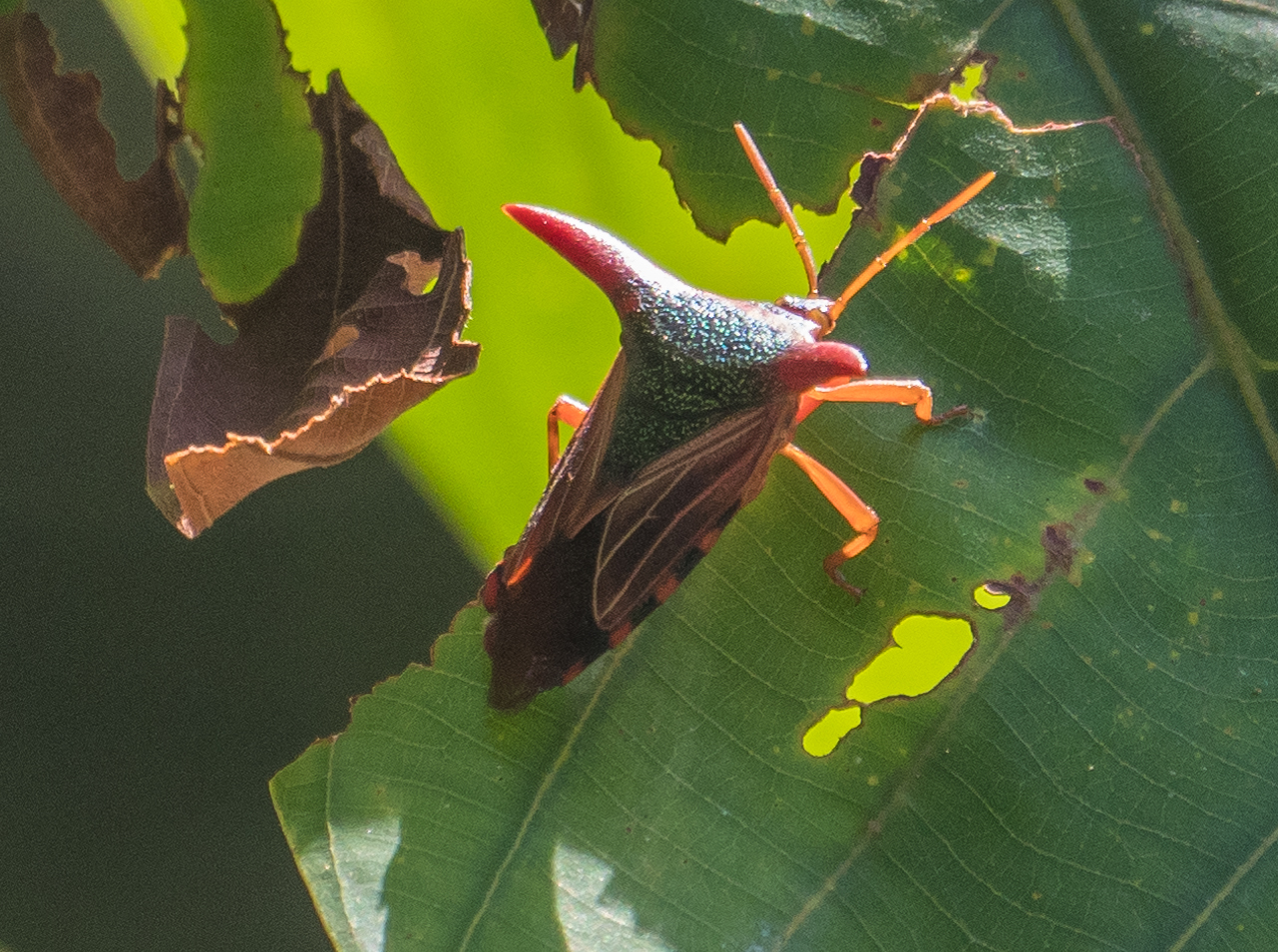 Pygoplatys Dallas, 1851