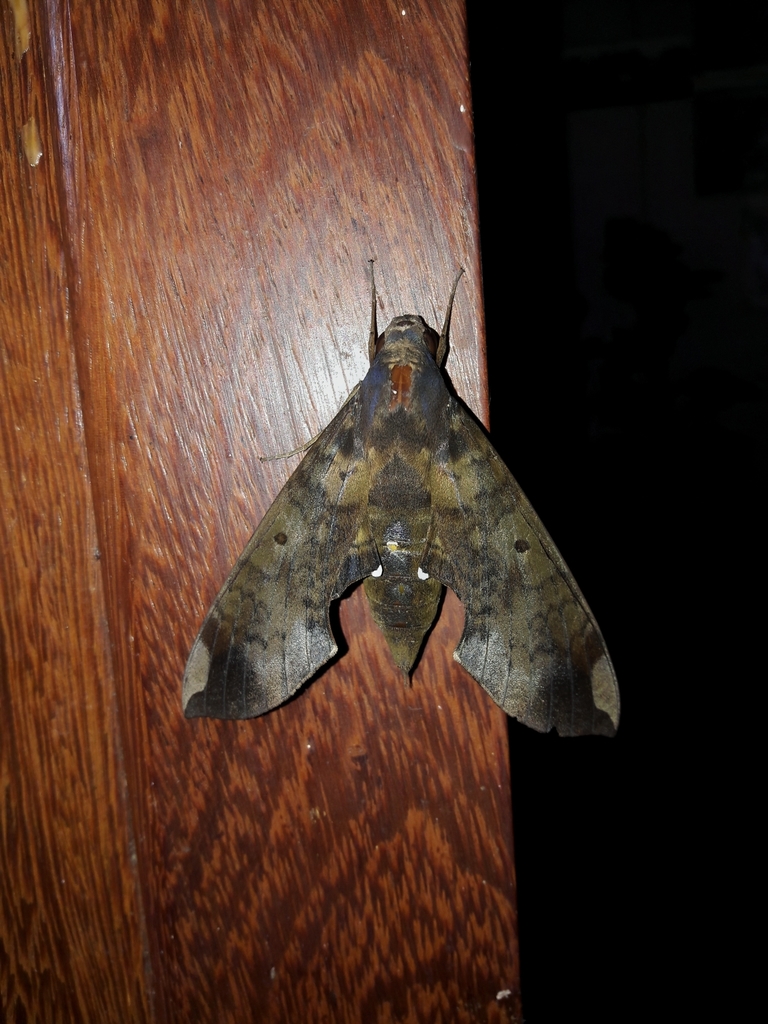 Fig Sphinx from Porto Canoa on January 24, 2020 at 11:44 AM by Cintia ...