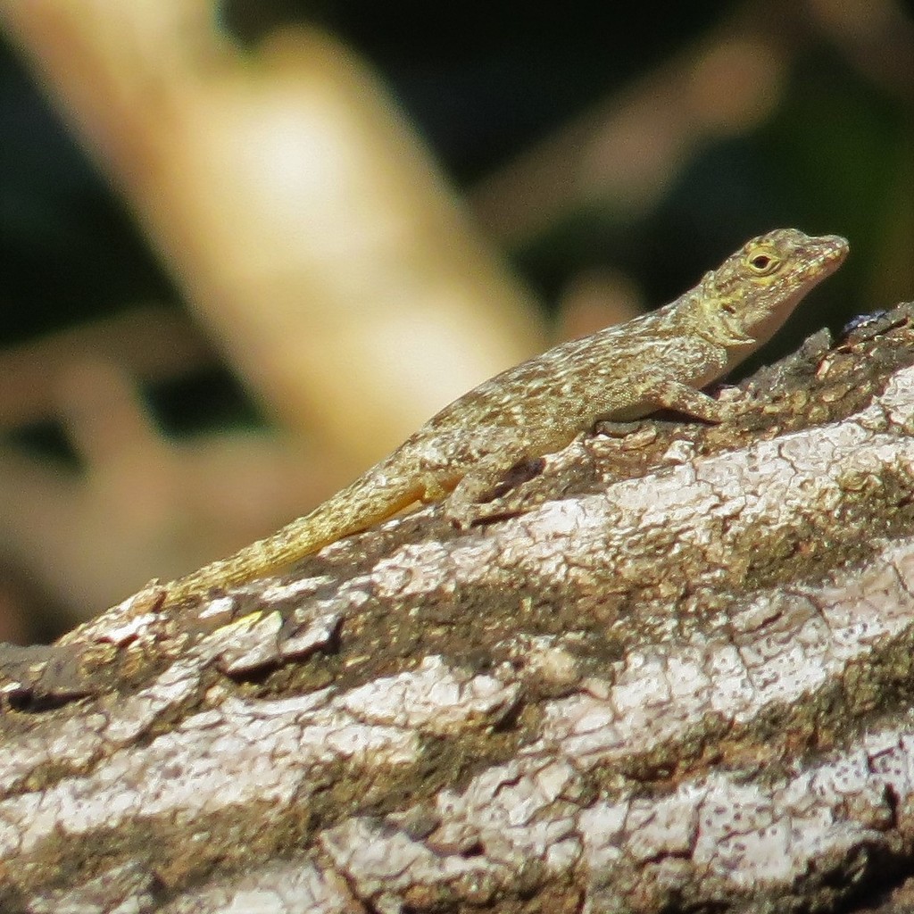 Bark Anole from Dagny Johnson Key Largo Hammock Botanical State Park ...