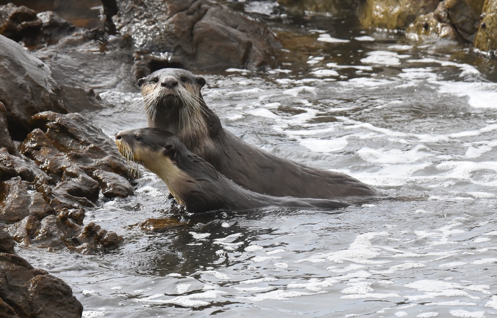 African Clawless Otter (Aonyx capensis) - Know Your Mammals