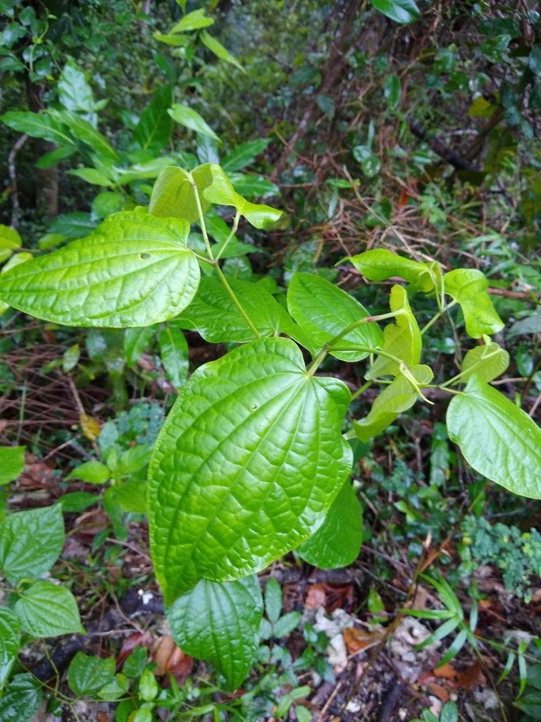 pepper plants (Piper) - Botanical Realm