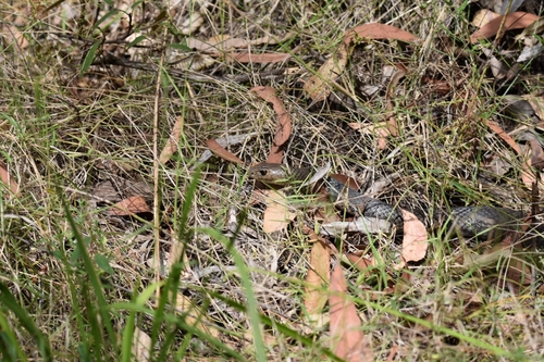 Australian Brown Snakes (Pseudonaja) - Snakes and Lizards