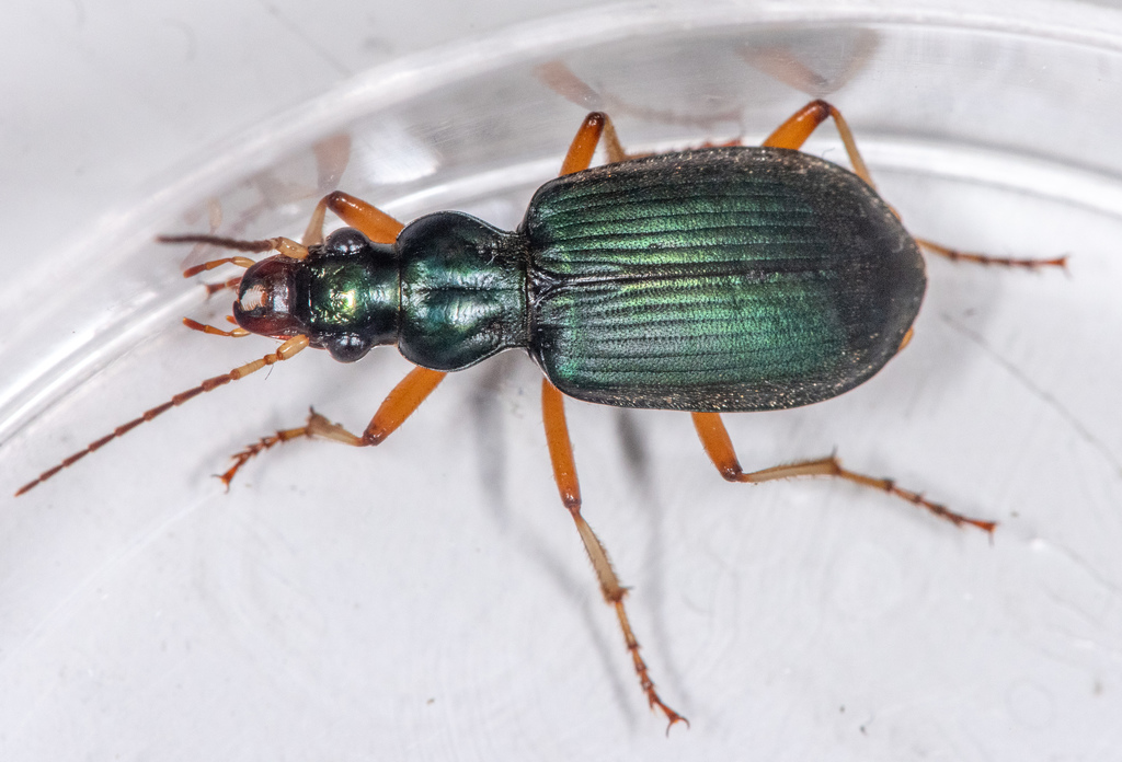 Chlaenius leucoscelis from Sonoma County, CA, USA on January 25, 2020 ...