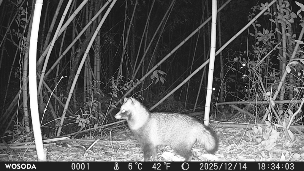 Hondo Raccoon Dog from 日本、〒662-0827 兵庫県西宮市岡田山 on December 14, 2025 at ...