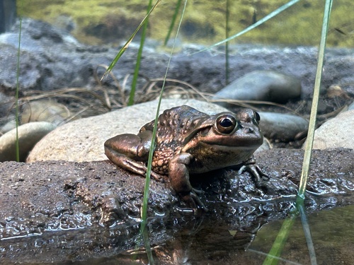 Yellow-spotted Tree Frog (Frogs of Victoria) · iNaturalist