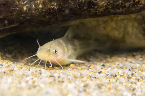Cuttail Bagrid Catfish (Pseudobagrus tokiensis) · iNaturalist