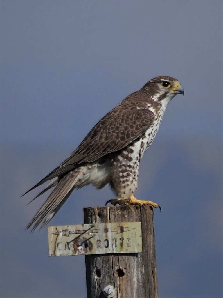 Prairie Falcon from San Luis Obispo County, CA, USA on January 23, 2020 ...