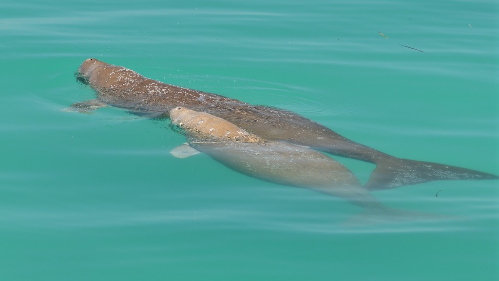 Sirenians (Sirenia) - Know Your Mammals