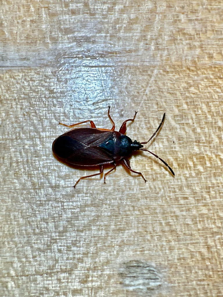Gastrodes pacificus from Mandus Olson Rd NE, Bainbridge Island, WA, US ...