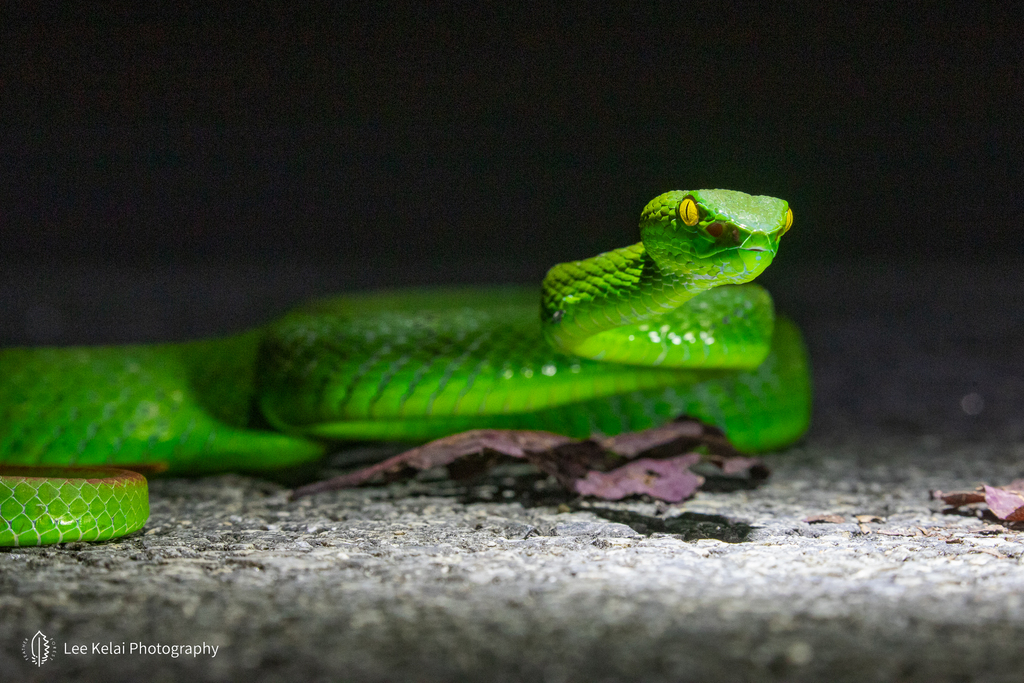 Nabang Pitviper in October 2020 by leekelai · iNaturalist
