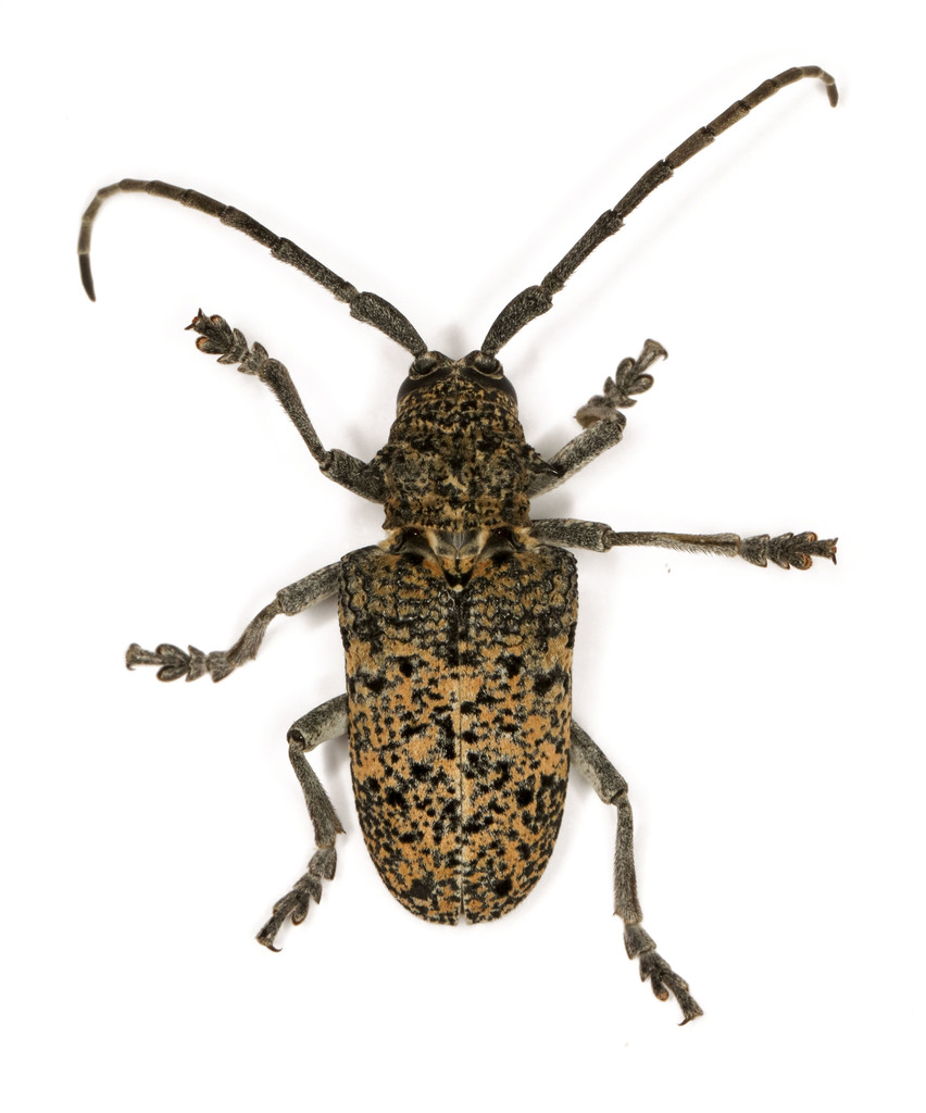 Figtree Longhorn (Longhorn beetles of southern Africa) · iNaturalist