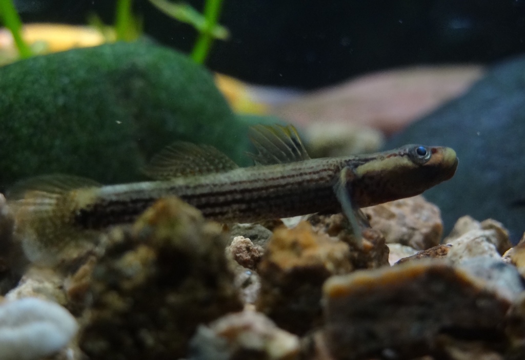 Wuyanling Goby (Rhinogobius wuyanlingensis) - Marine Life Identification