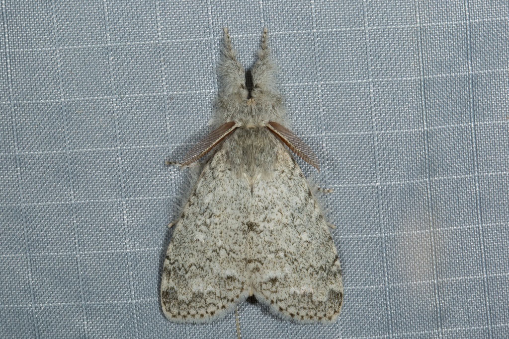 Calliteara angulata from Fraser's Hill, Pahang, Malaysia on June 4 ...