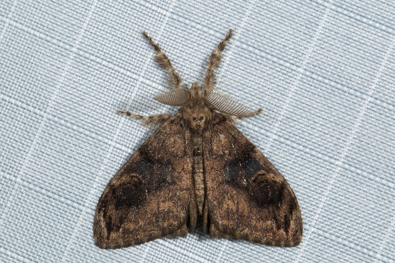 Cocoa Tussock Moth from Fraser's Hill, Pahang, Malaysia on June 7, 2017 ...